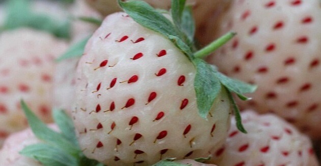 Pineberries-How to Grow the Strawberries That Taste like Pineapple-And No They are Not ...