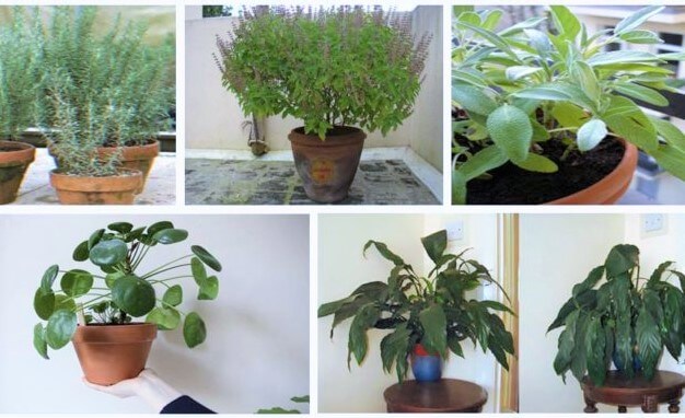 10 Plants That Create Positive Energy!