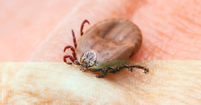 How To Keep Ticks Off