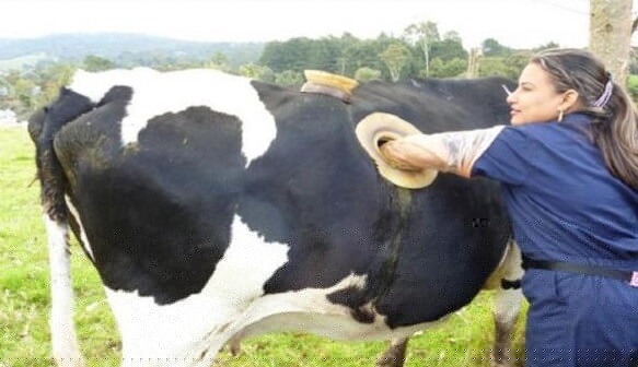 Farmers Are Making These Wide Holes in Cows. The Reason Will Shock You!